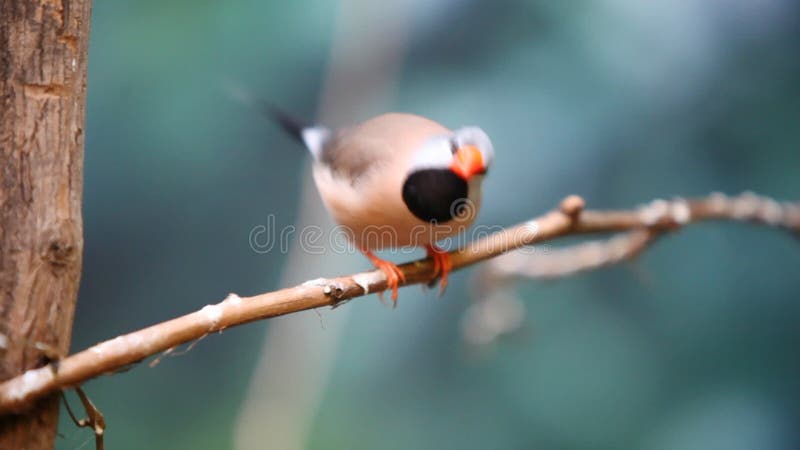 Cute Colored Poephila Cincta Bird on a Stock Footage - Video of ...