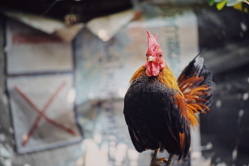 Cute rooster stock photo. Image of cute, rooster, farm - 165441686