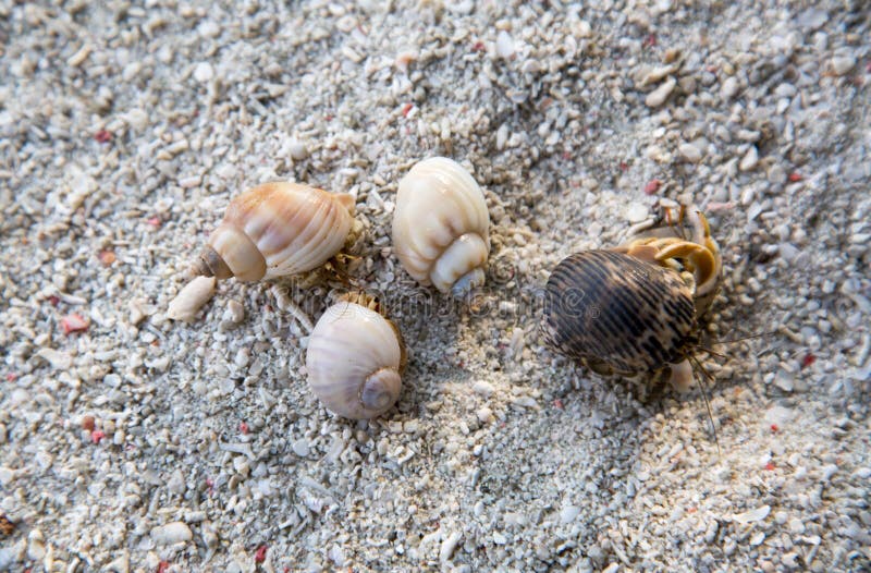 Hermit Crabs Hugging on Sand Beach. Stock Image - Image of decapod ...