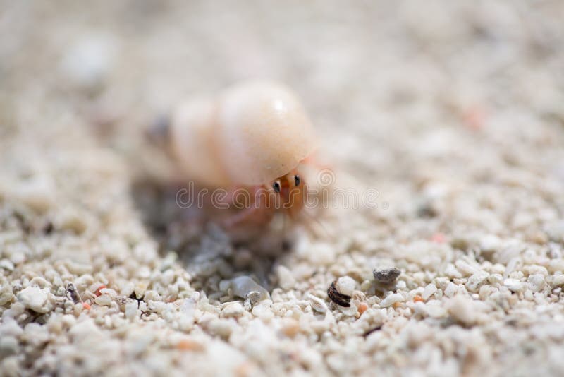 Hermit Crabs Hugging on Sand Beach. Stock Image - Image of decapod ...