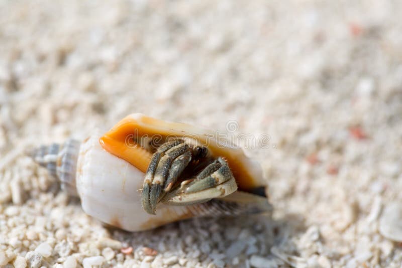 Hermit Crabs Hugging on Sand Beach. Stock Image - Image of decapod ...