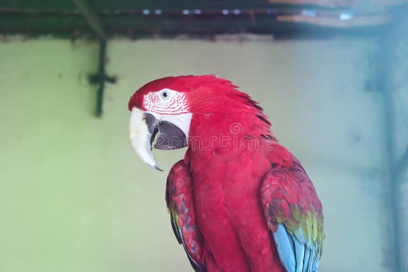Cute Colorful Parrot Looking at the Camera. Stock Photo - Image of ...