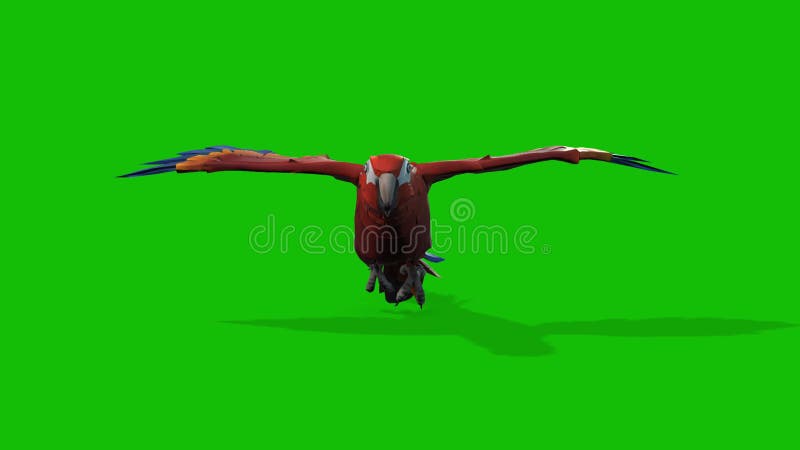 Cute Colorful Pet Parrot Flying Front ,Animals 3D Rendering Animation ...