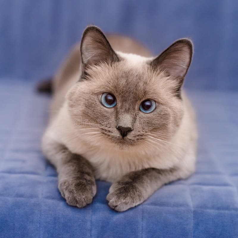 Colorpoint Shorthair