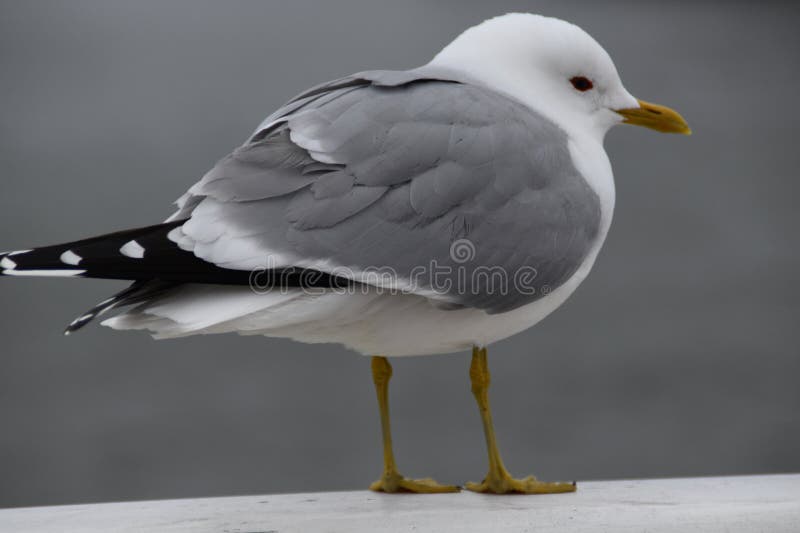 Cute, Common and Multi Colored Stock Photo - Image of scene, bird ...