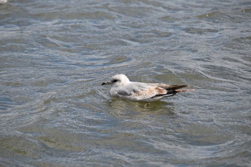 Cute, Common and Young stock photo. Image of beak, seabird - 378040434