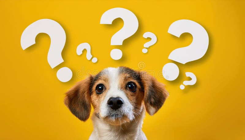 Cute Confused Little Dog with Question Marks Isolated on Bright Yellow ...