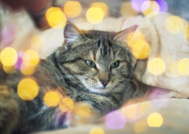 Portrait of Cute Contented Cat Lying on the Bed Surrounded by Glitter ...