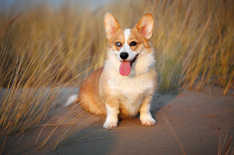 Cute Corgi Dog Sitting Outdoors on a Beach Stock Photo - Image of cute ...