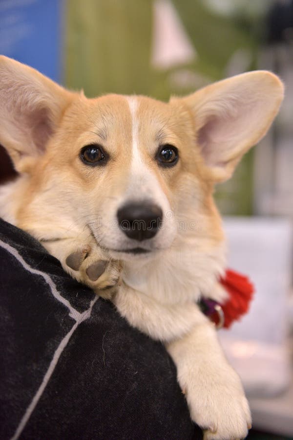 Cute corgi on the hands stock image. Image of corgi - 122878701