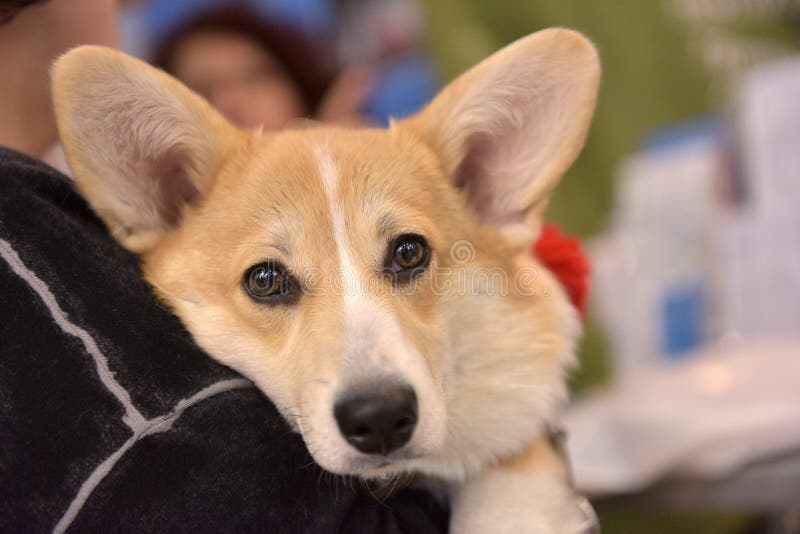 Cute corgi on the hands stock image. Image of animal - 122878563