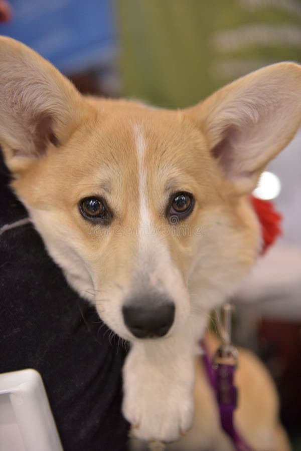 Cute corgi on the hands stock image. Image of background - 122878605