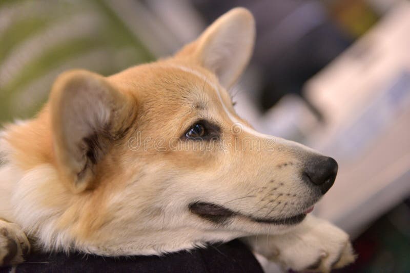 Cute corgi on the hands stock photo. Image of cheerful - 122878792