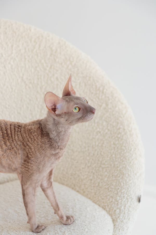 Cute Cornish Rex Cat Sitting Cream Chair White Background Stock Photos ...