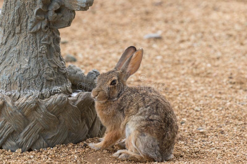 Cute Cottontail Rabbit at a Bird Bath Stock Photo - Image of outdoors ...