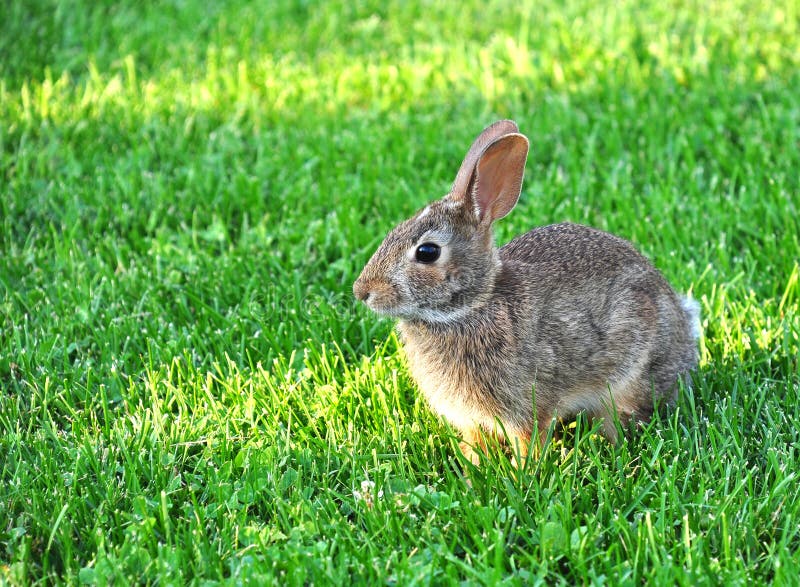 Rabbit on grass stock image. Image of shot, fine, rabbit - 18556257