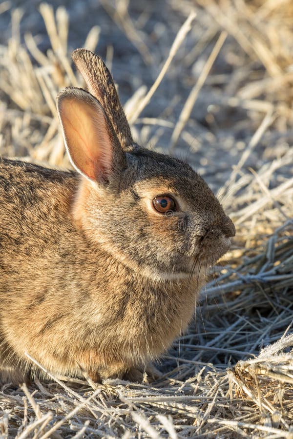 Cottontail Portrait stock photo. Image of nature, wildlife - 39377850