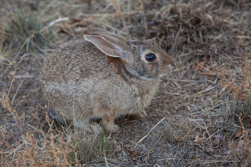Cottontail Rabbit stock image. Image of cute, bunny, outdoors - 86306217