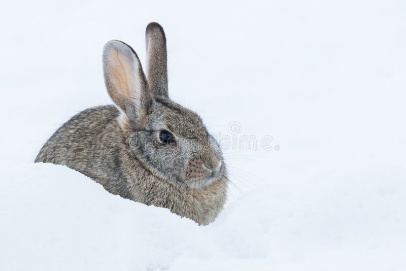 Cottontail Rabbit in Snow stock image. Image of snow - 14880731