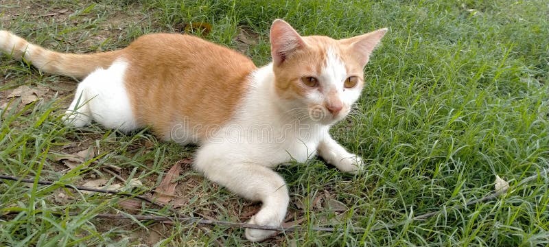 Cute Country Cat Playing by the Lake Stock Photo - Image of whiskers ...