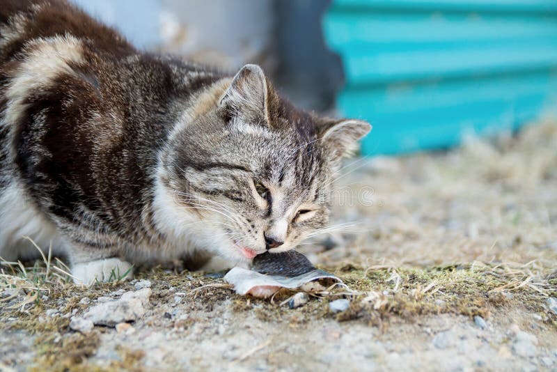 Cute Country Multicolor Cat Eating Fish with Appetite on the Ground ...