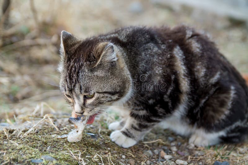 Cute Country Multicolor Cat Eating Fish with Appetite on the Ground ...