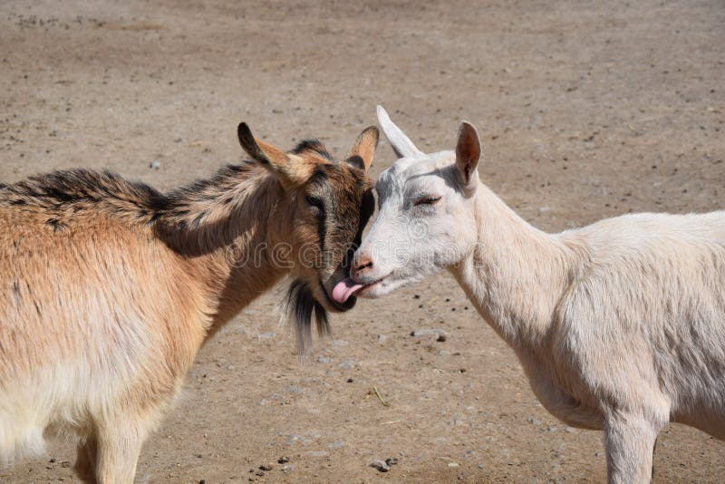 Cute Couple of Cuddling Goats Stock Photo - Image of hircus, mammal ...