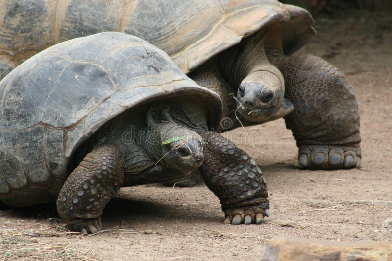 Cute Couple of Tortoises stock photo. Image of date, pair - 4292648