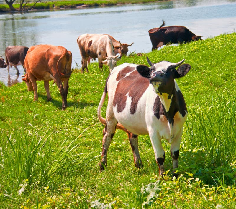 Cute cow stock photo. Image of stare, raising, farm, meadow - 15031574