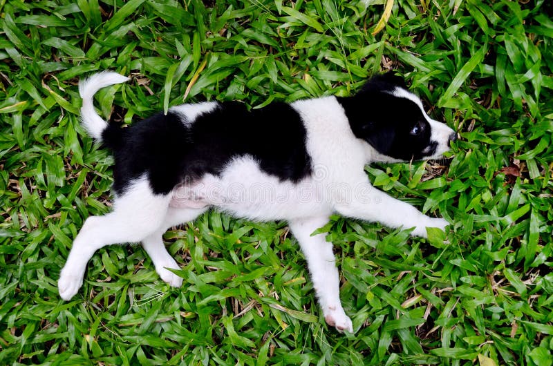 Cute cow dog on grass stock photo. Image of spring, play - 28510970