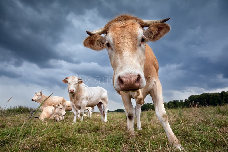 Cute Cow on Pasture Close Up Via Wide Angle Stock Photo - Image of ...