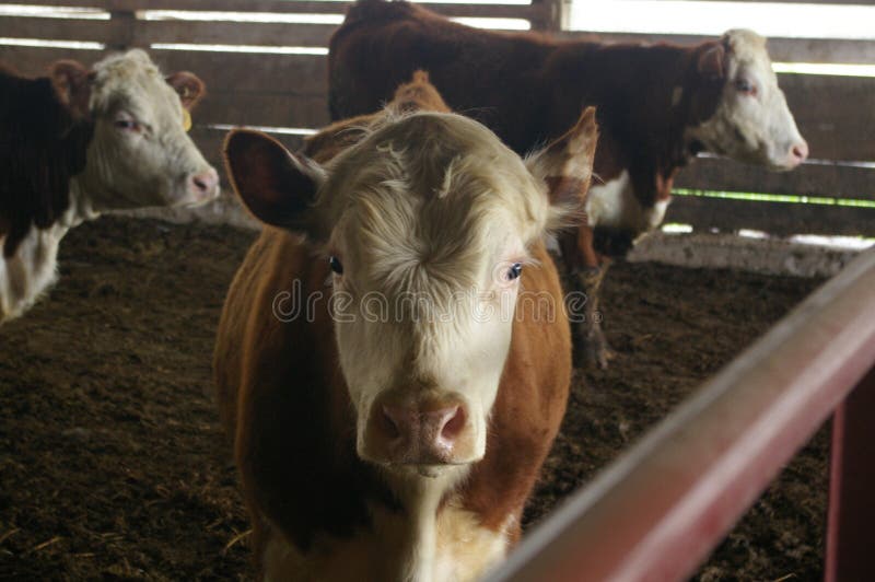Cute Cow stock image. Image of goats, wildlife, pasture - 279064401