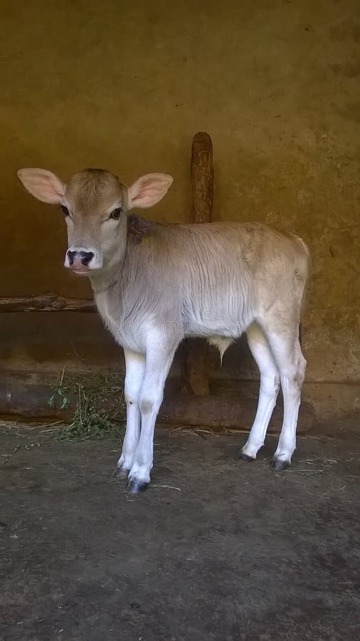 Cute cows baby stock image. Image of cute, deer, wildlife - 269135415