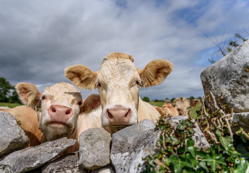 Cute Cows Looking Over a Stone Wall in Ireland Stock Photo - Image of ...