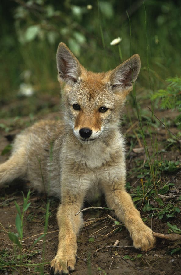 Cute Coyote Pup stock image. Image of canine, grassland - 9532729