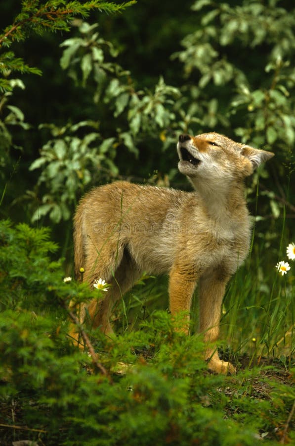 Cute Coyote Pup Howling stock image. Image of grassland - 12684001