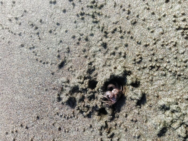 Cute Crab Hiding Behind the Fitting Stock Image - Image of hiding, cute ...