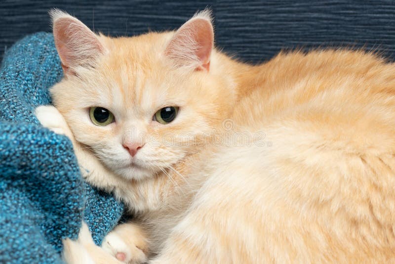 Cute Cream Tabby Cat Peeking Out from Under the Table Hunting for a Toy ...