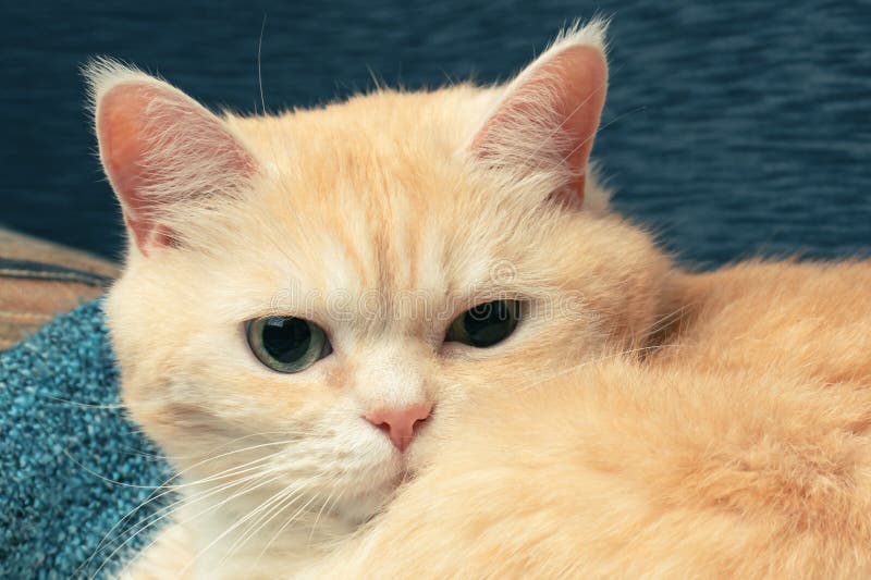 Cute Cream Tabby Cat Lies on a Blue Plaid, Close Up Stock Image - Image ...