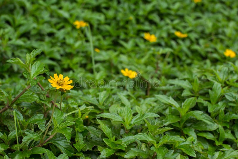 Wedelia Ground Cover Wallpaper Stock Image - Image of groundcover ...