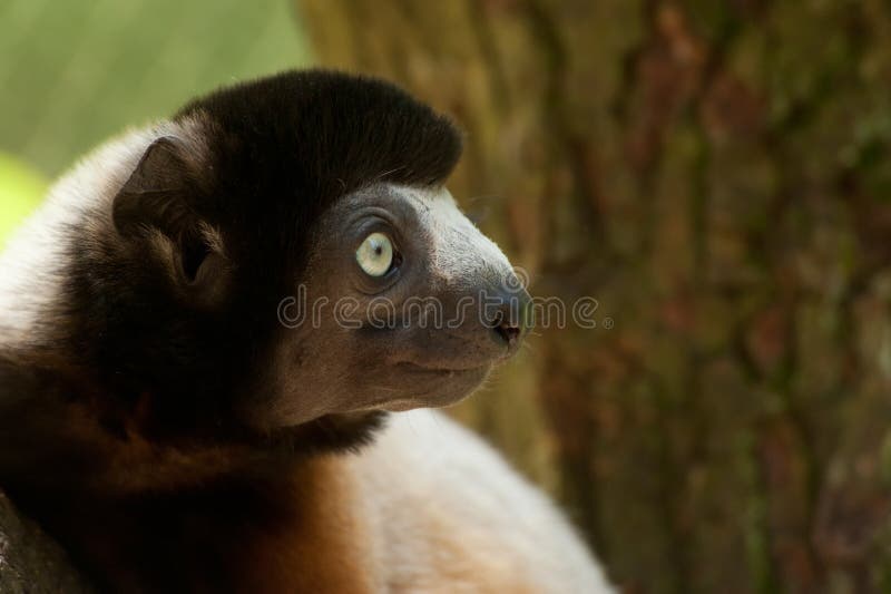 A cute crowned sifaka stock photo. Image of sifaka, primate - 16720876