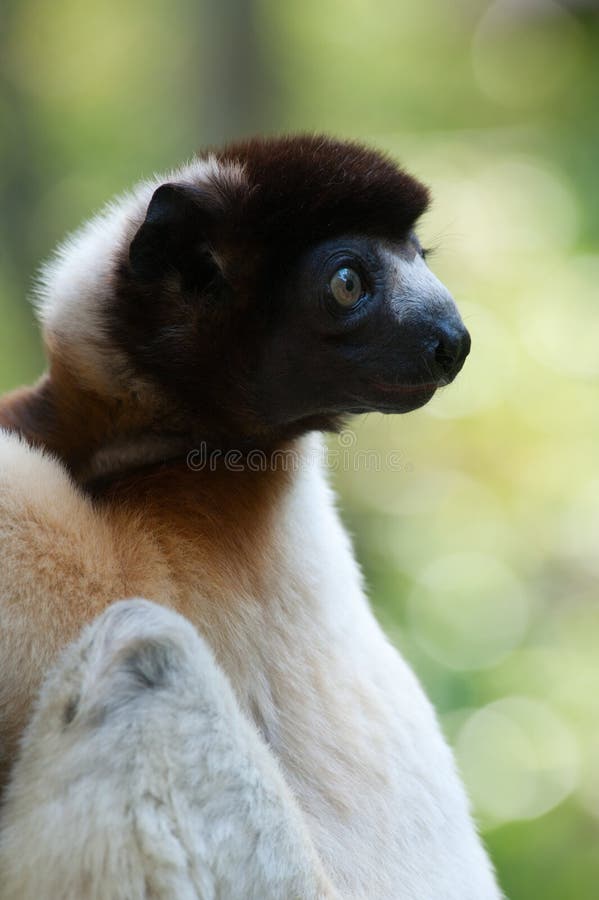 A cute crowned sifaka stock image. Image of animal, monkey - 17124319