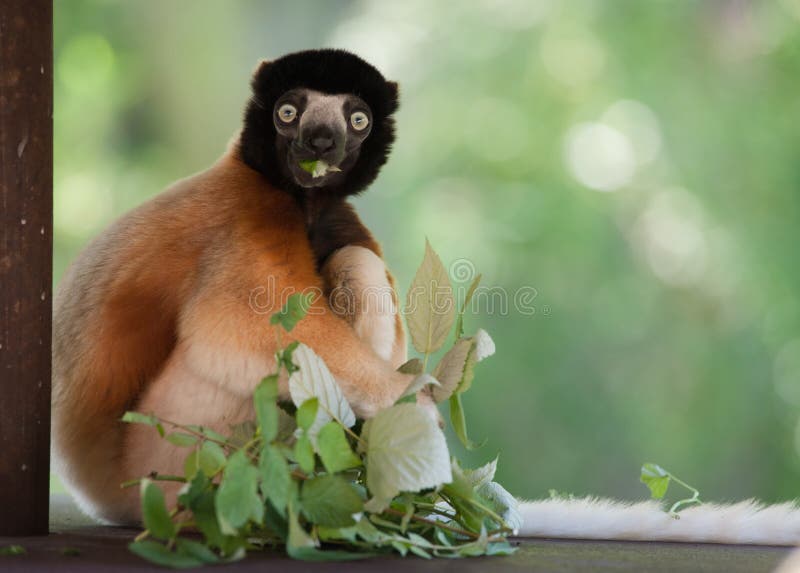A cute crowned sifaka stock photo. Image of endangered - 18559864