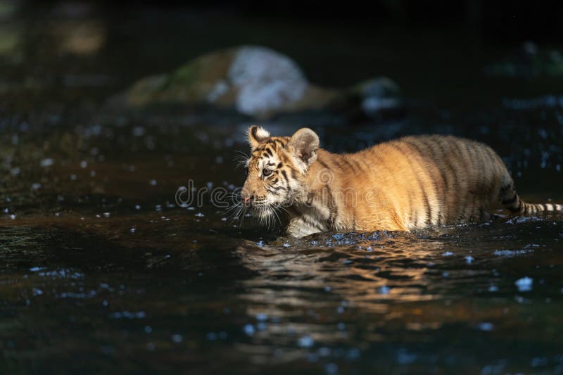 Adorable Cub of Bengal Tiger is Running in the River Stock Image ...