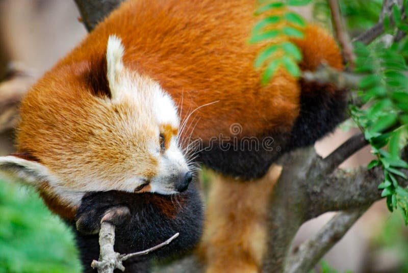 Cute and Cuddly Red Panda stock photo. Image of sleeping - 176498304