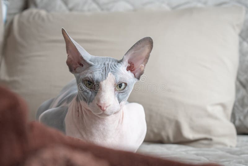 Cute and Cuddly Sphinx Cat Looking at the Camera Stock Image - Image of ...