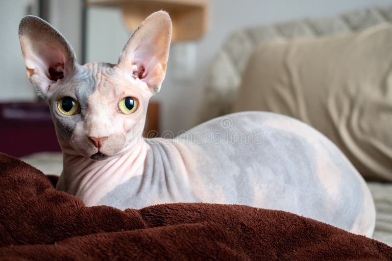 Cute and Cuddly Sphinx Cat Looking at the Camera Stock Photo - Image of ...