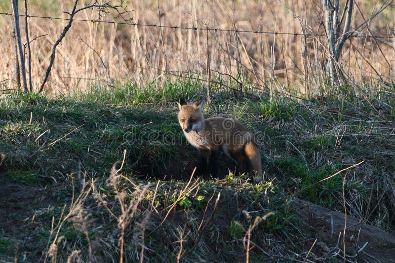 Cute Curious Baby Red Fox Pup Exploring the Outside of Its Den Stock ...