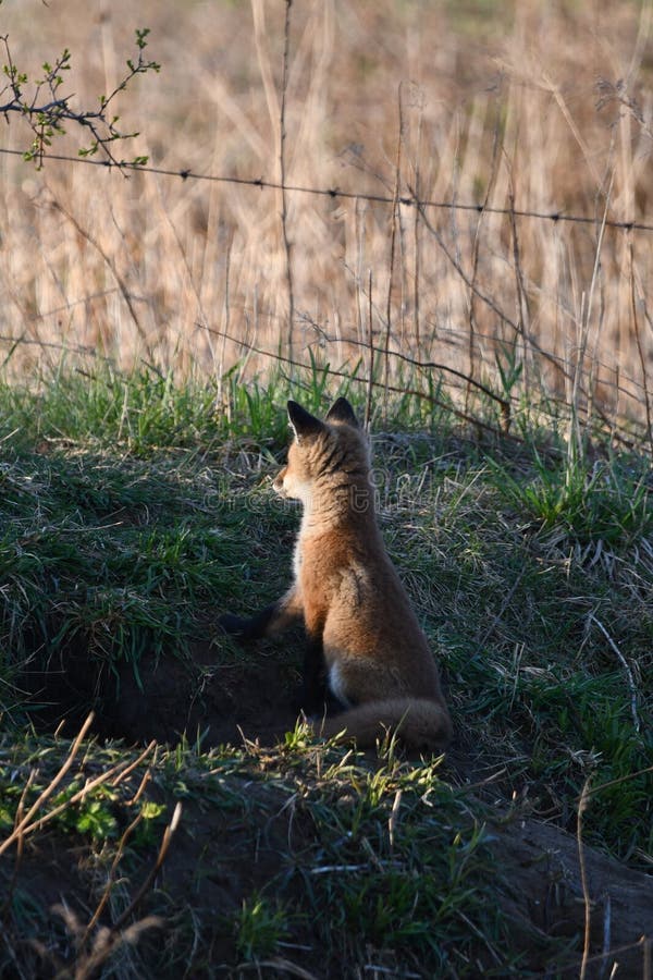 Cute Curious Baby Red Fox Pup Exploring the Outside of Its Den Stock ...