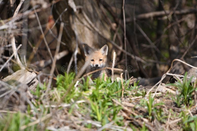 Cute Curious Baby Red Fox Pup Exploring the Outside of Its Den Stock ...